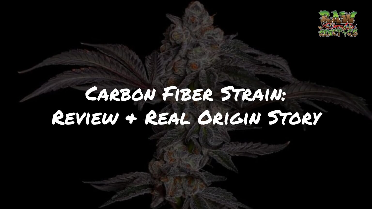 Original Z Strain Review and Grow Guide